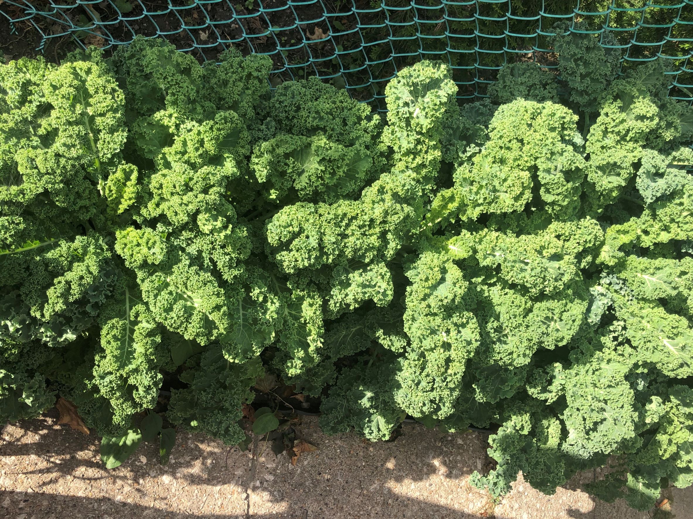 Sweet Potato Kale Scramble - Cooking Through Generations